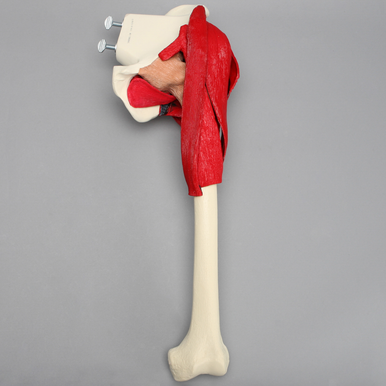 Hemi Pelvis with Full Femur and Muscles - Sawbones