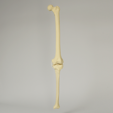 Knee with Three Non-Stretch Ligaments, Full Length, Large - Sawbones