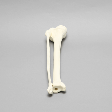 Tibia and Fibula, Solid Foam, Large - Sawbones