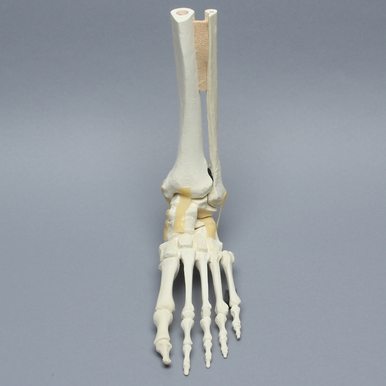 Foot and Ankle, Articulating, Foam Cortical - Sawbones
