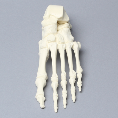 skeleton foot bones