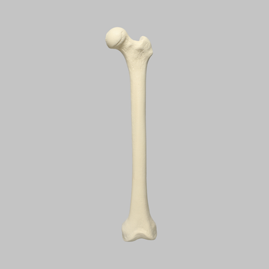 Femur, 12.7 mm Canal, Foam Cortical, Left, Medium - Sawbones