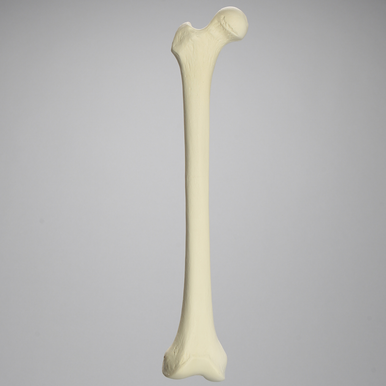 Femur, 15 mm Canal, Foam Cortical, Right, Medium - Sawbones