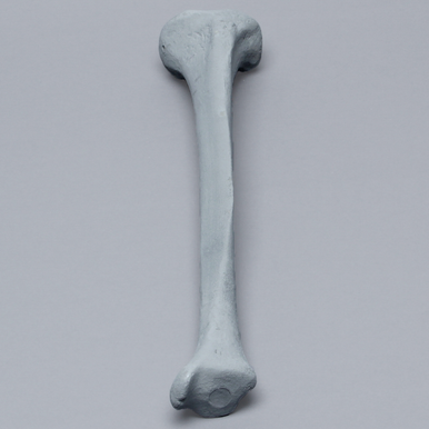 Tibia with Plugged Distal End and Radiopaque Properties, Left - Sawbones