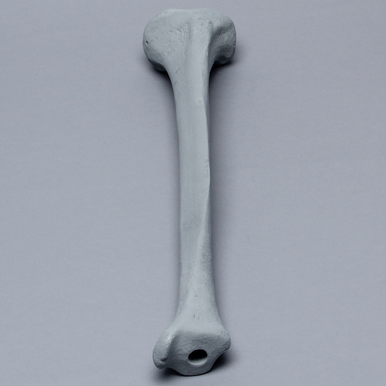 Tibia with Radiopaque Properties, Left, Medium - Sawbones