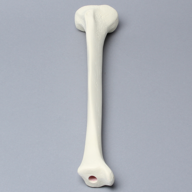 Tibia with 12.7 mm, Foam Cortical, Right, Medium - Sawbones