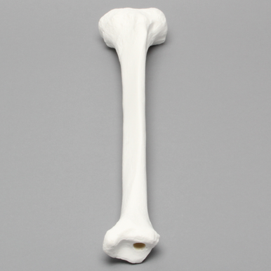 Tibia with 13mm Canal, Plastic Cortical Shell, Left - Sawbones