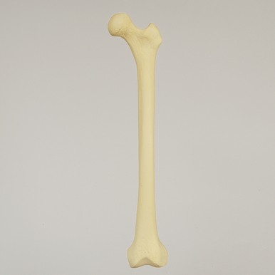 Femur with Narrow Intercondylar Notch, Foam Cortical Shell, Left - Sawbones