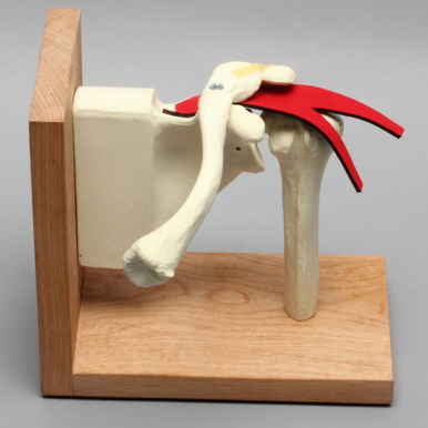 Shoulder Assembly with Rotator Cuff on Stand, Foam Cortical, Left ...