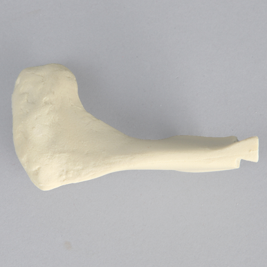 Acromion for ALEX Shoulder Professors - Sawbones
