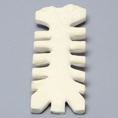 Sternum with Cartilage, 15 PCF, Solid Foam - Sawbones