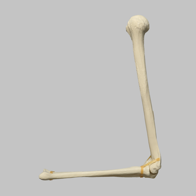 Elbow, Solid Foam, Left - Sawbones