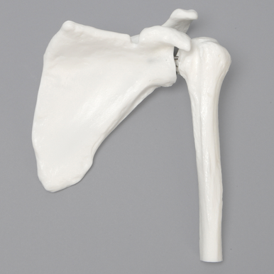 Intraosseous Access Shoulder Demonstrator - Sawbones