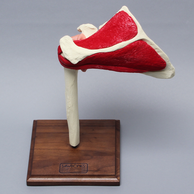 Shoulder with Muscles and Stand, Solid Foam, Left - Sawbones