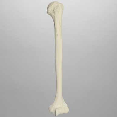 Humerus, Solid Foam, Left - Sawbones