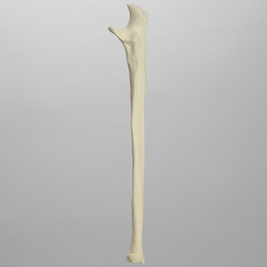 ulna bones